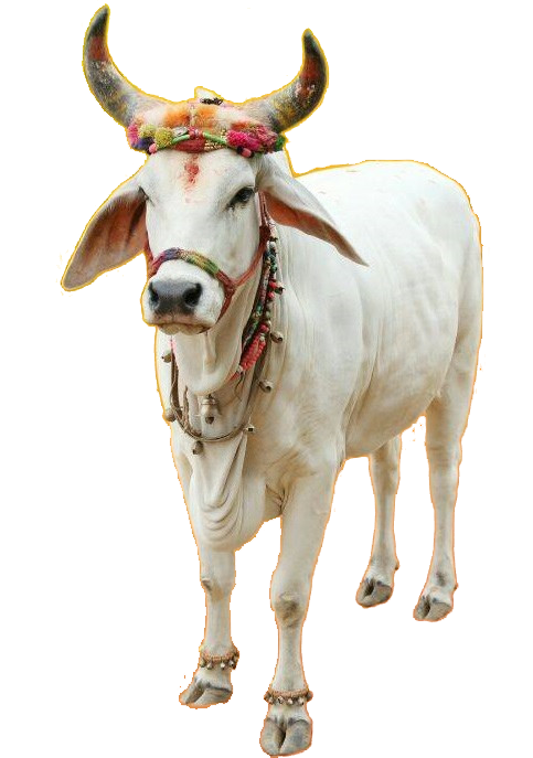 Jai Gau Mata